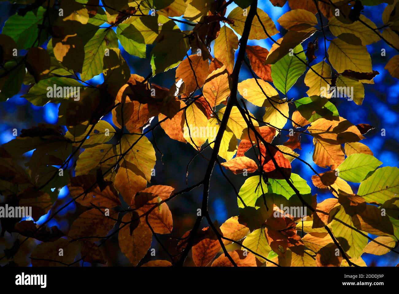 Yellow beech hi-res stock photography and images - Alamy