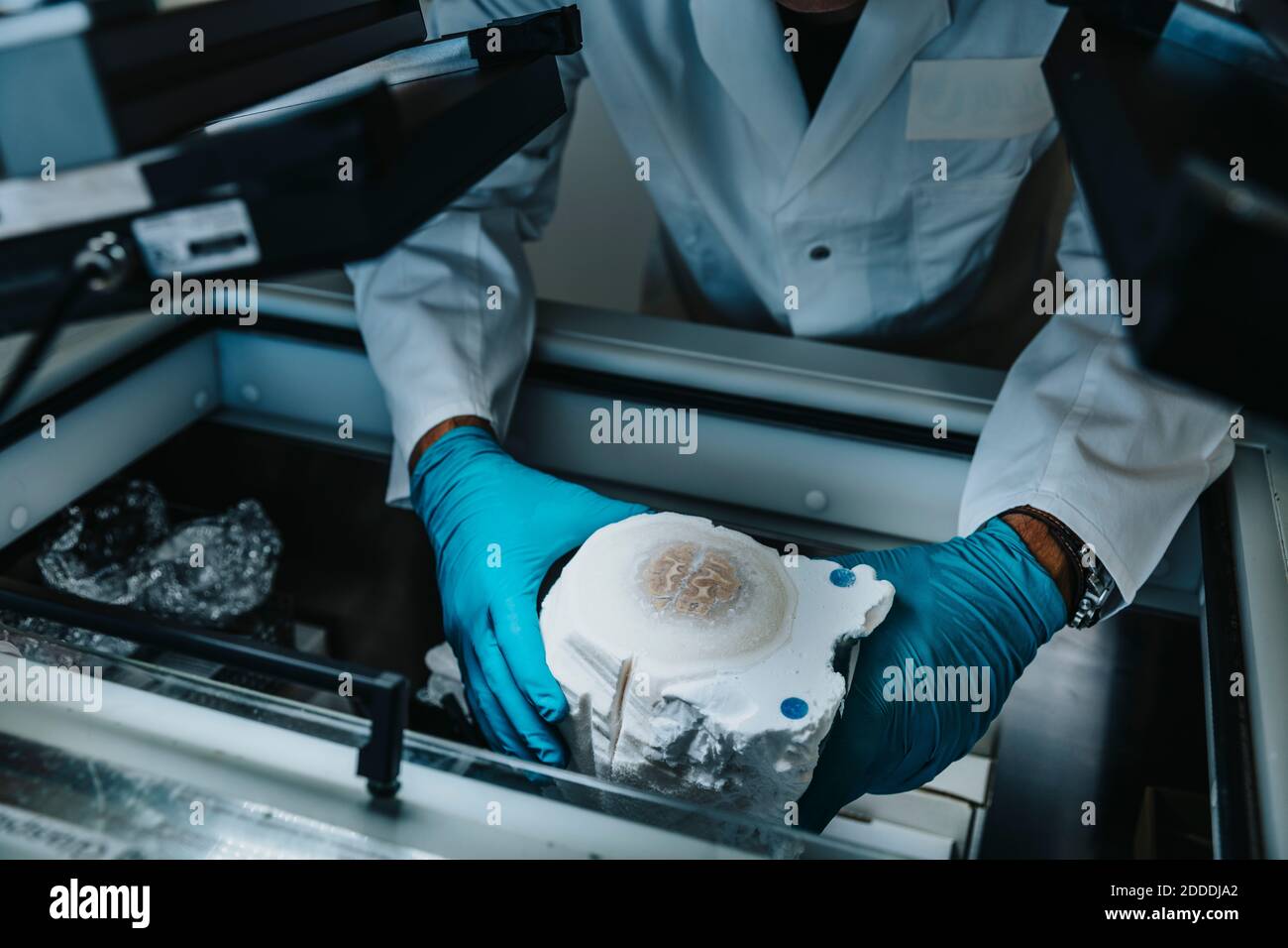 Scientist removing preserved human brain from freezer while standing by ...