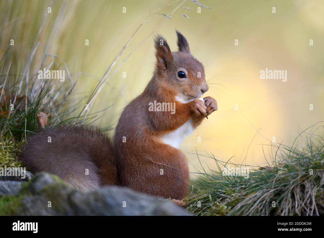 Standing up squirrel hi-res stock photography and images - Alamy