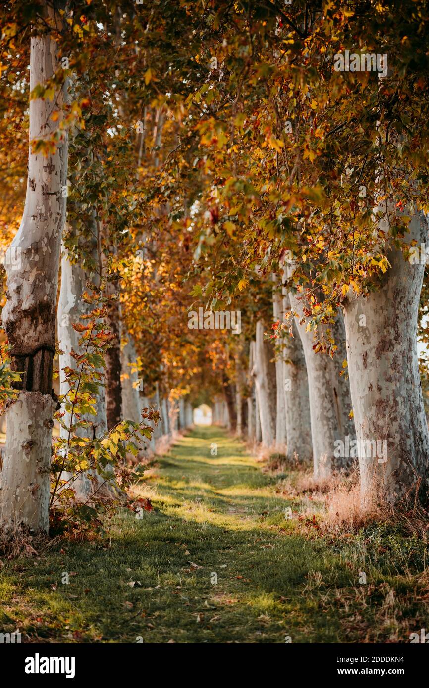 Beautiful way covered with trees at forest Stock Photo - Alamy