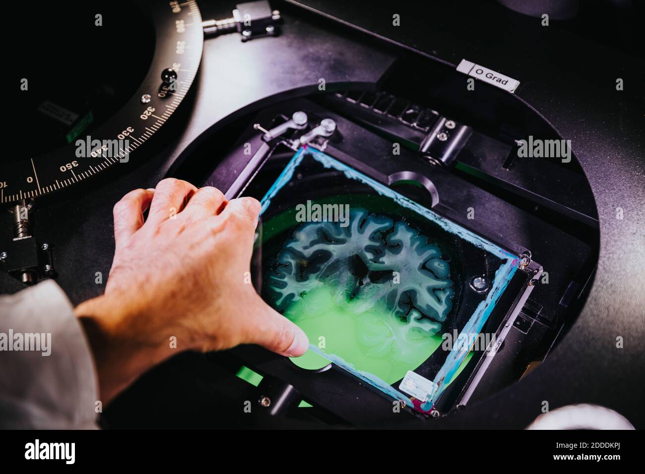 Close-up of scientist hand adjusting human brain slide from microscope ...
