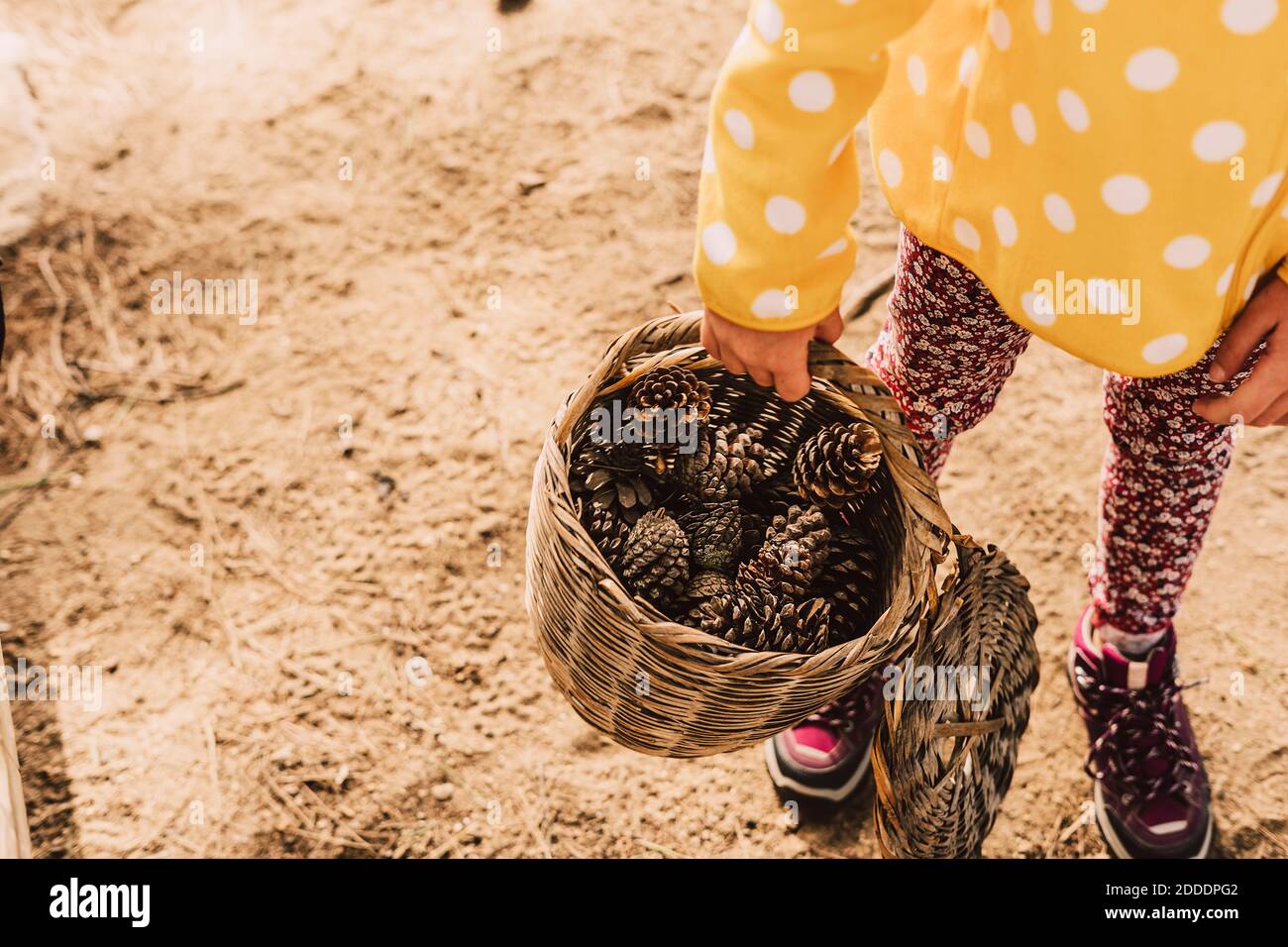 Girl collecting pine cones in wicker basket at park Stock Photo - Alamy