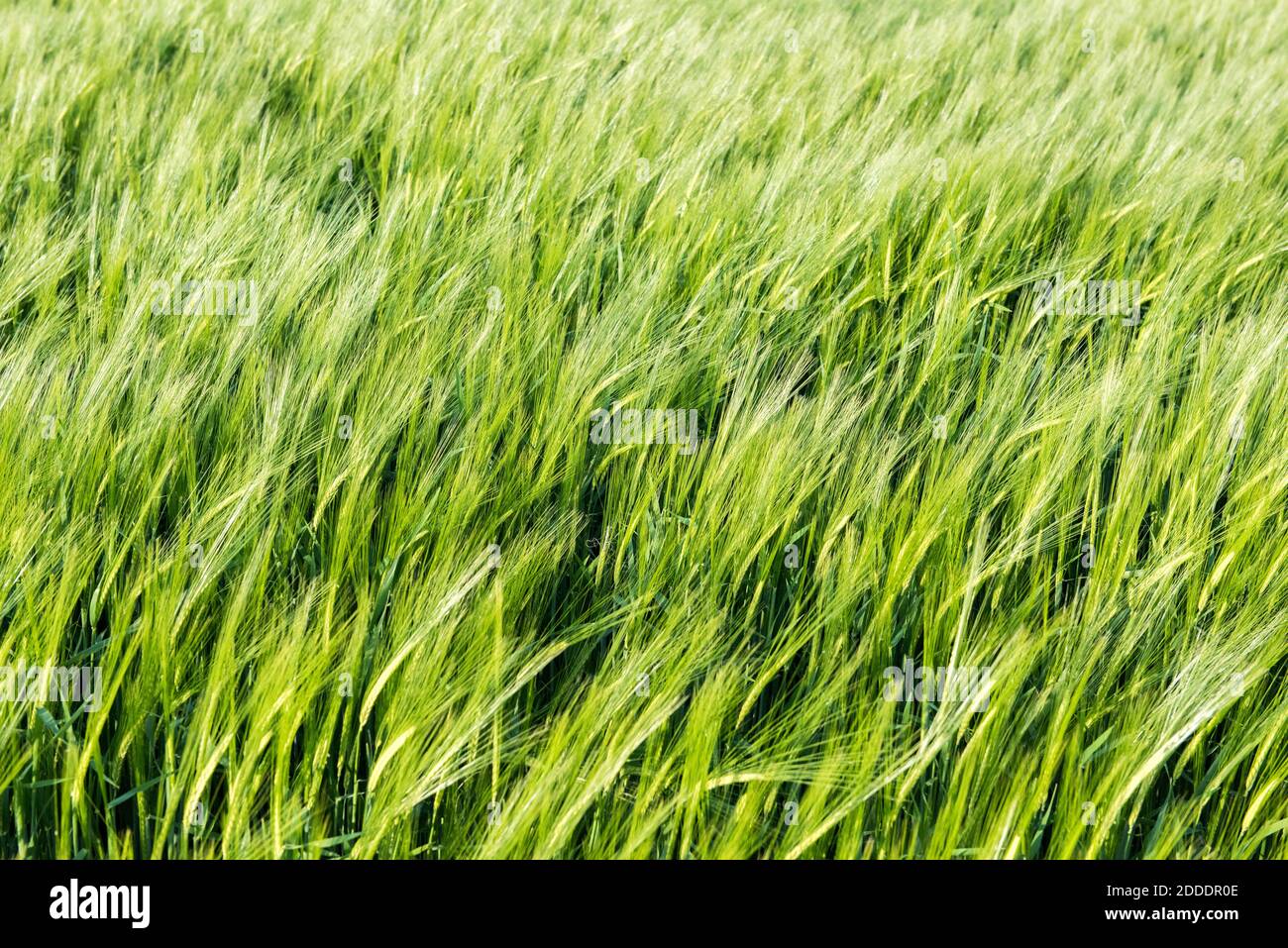 Field of young green barley in the wind before sunset, abstract ...