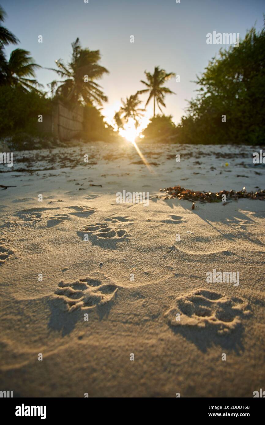 Focus on paw hi-res stock photography and images - Alamy