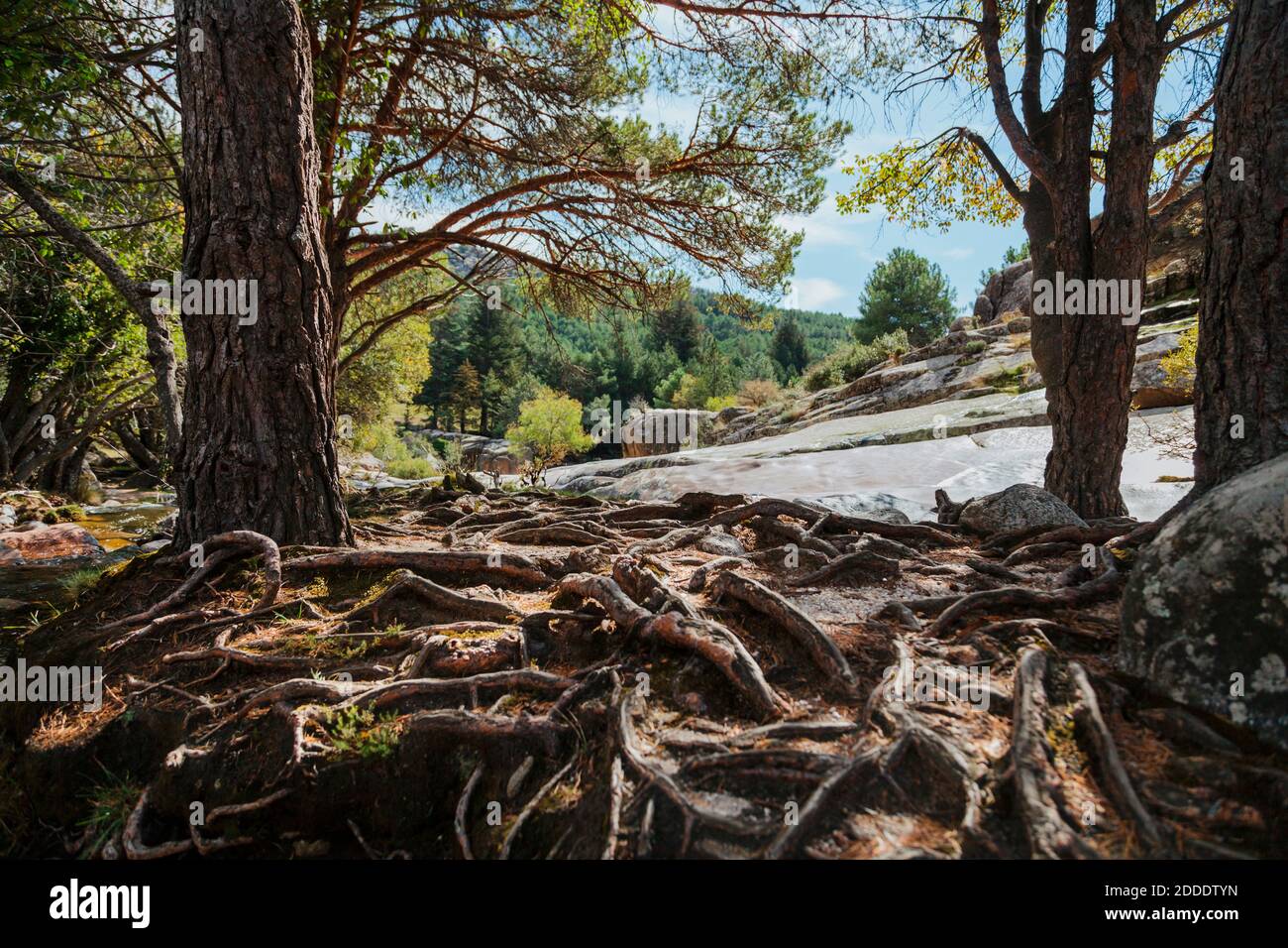 Land by river covered with trees roots in forest at La Pedriza, Madrid ...