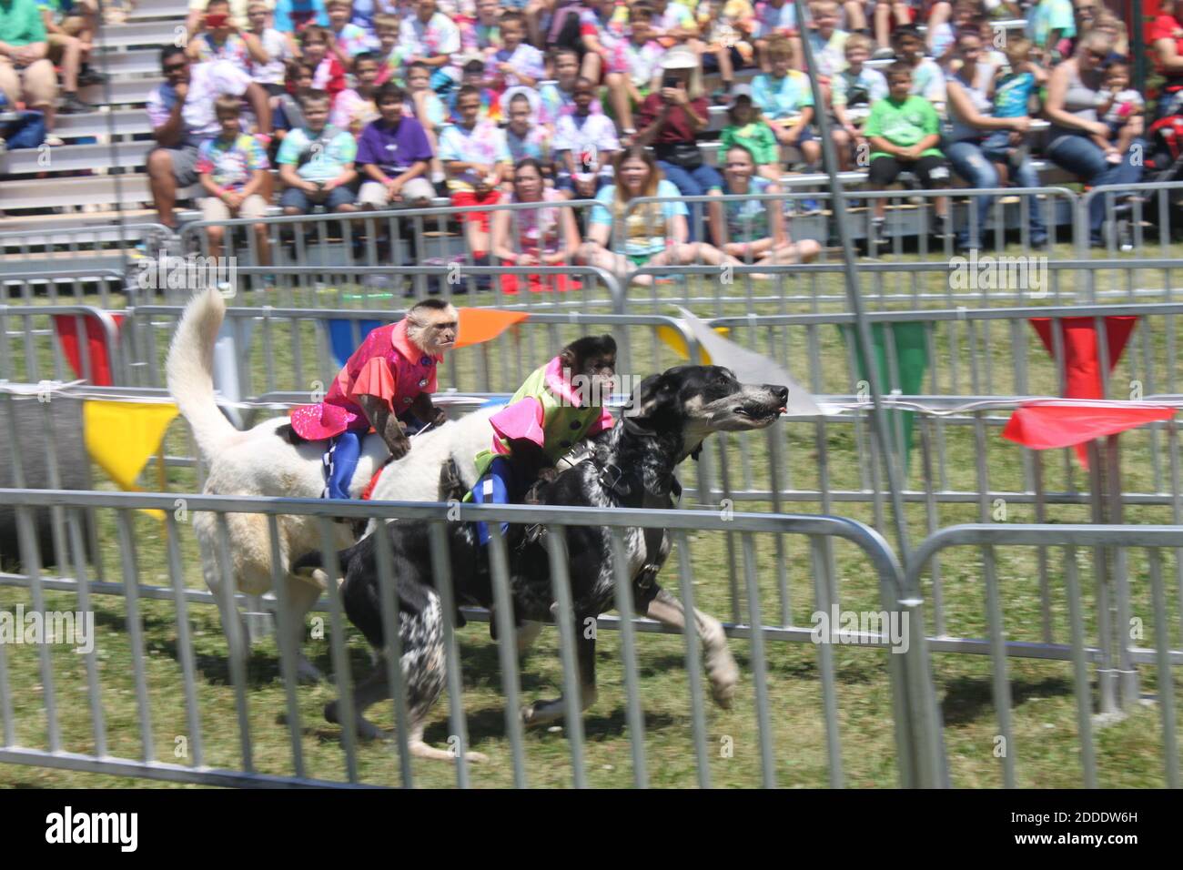 NO FILM, NO VIDEO, NO TV, NO DOCUMENTARY - Capuchin monkeys race to the ...