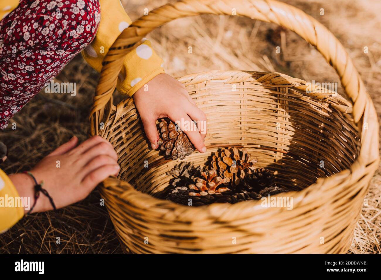 Girl collecting cone hi-res stock photography and images - Alamy