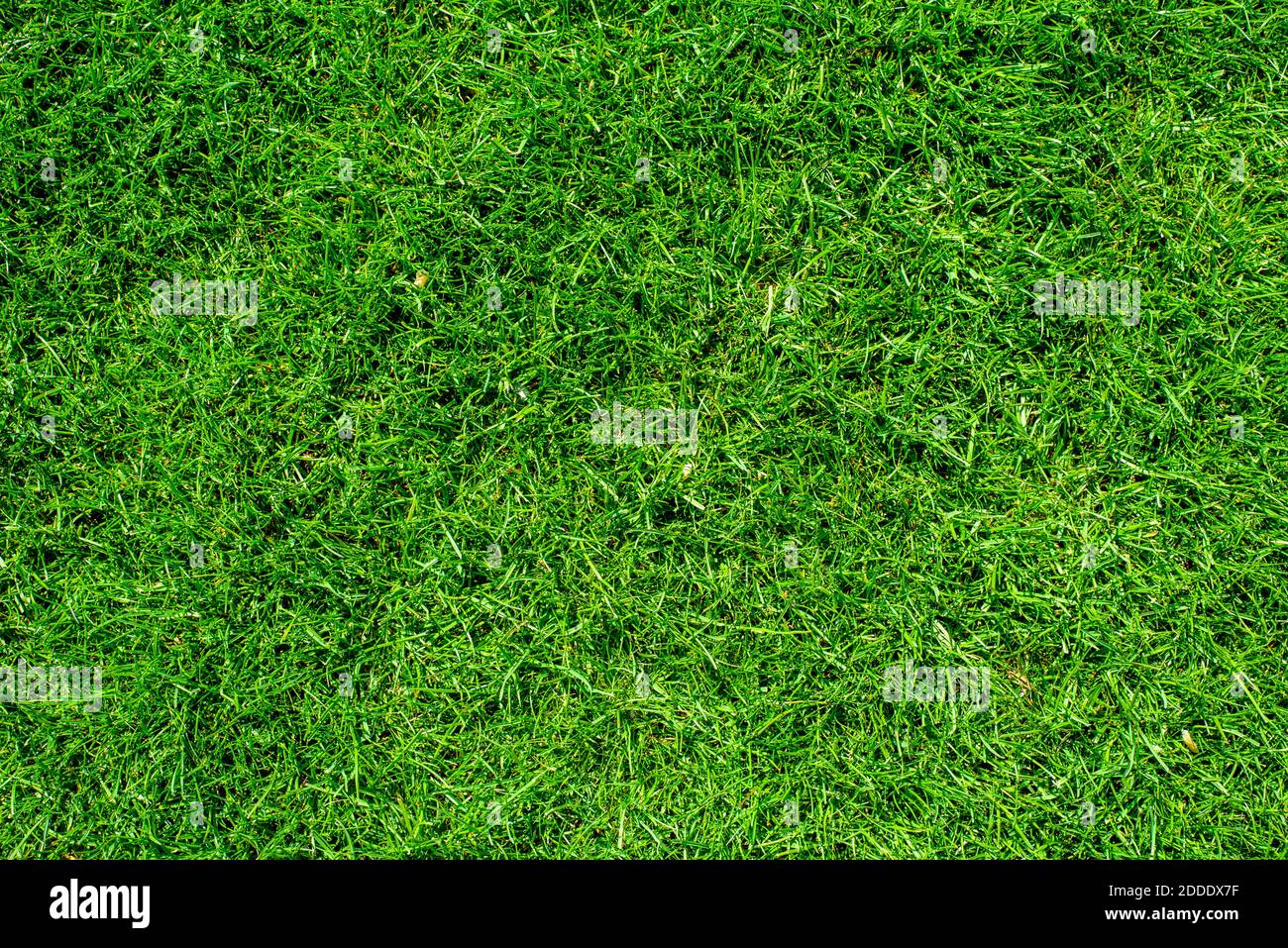 Golf Grass Top View