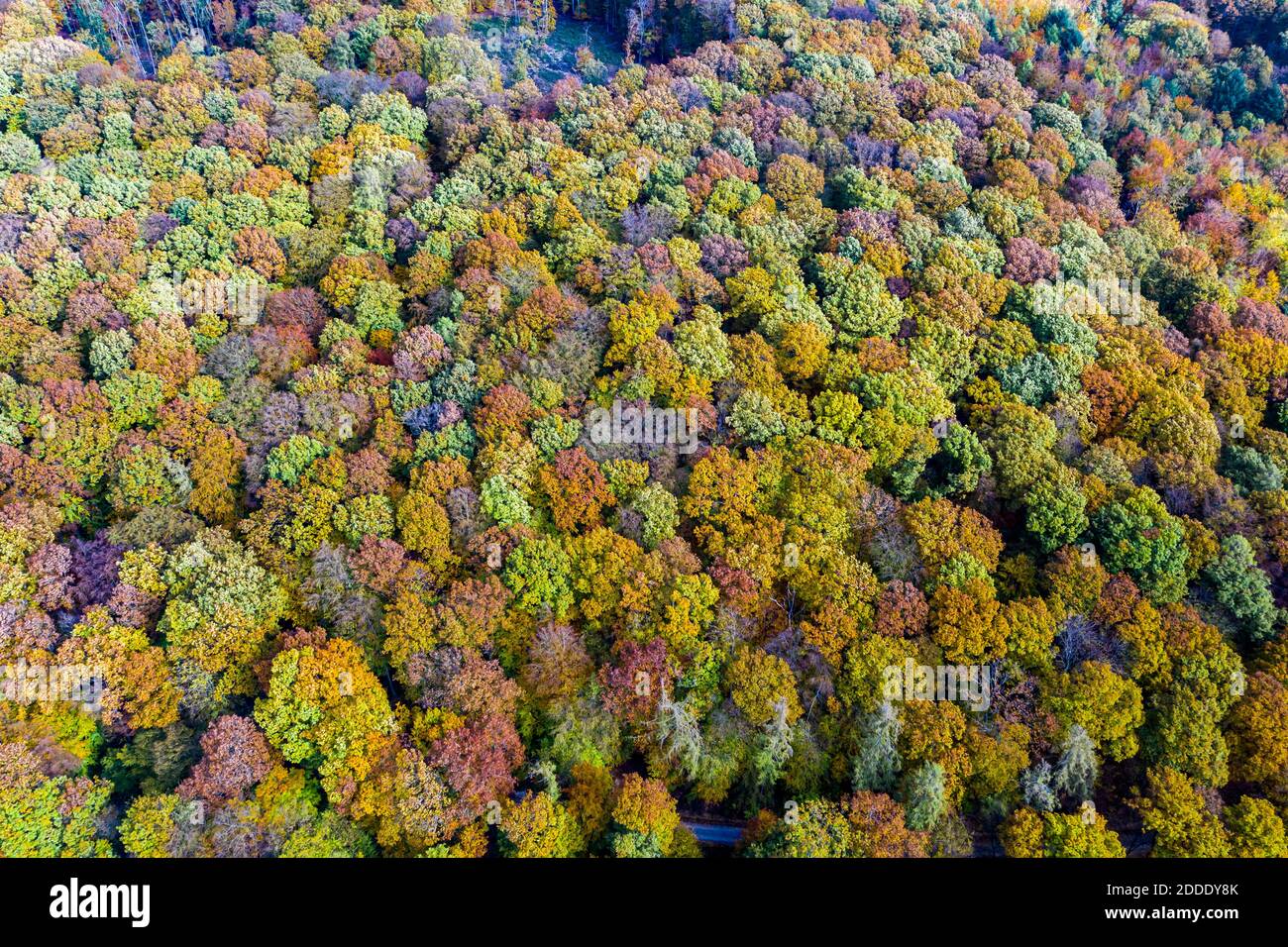 Autumn forest, aerial view Stock Photo - Alamy