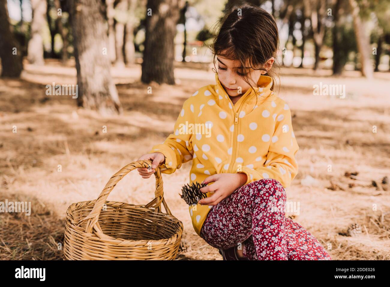 Girl collecting cone hi-res stock photography and images - Alamy