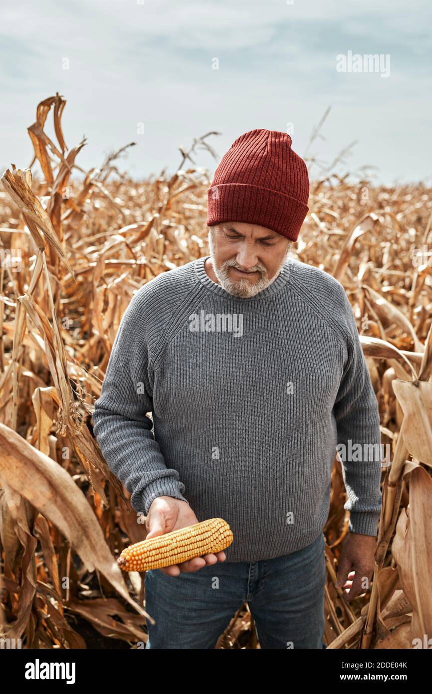 Man holding corn while standing at corn farm Stock Photo - Alamy