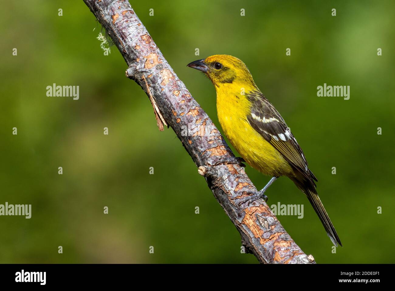 A female western tanager is sitting on a branch in a forest in Costa ...