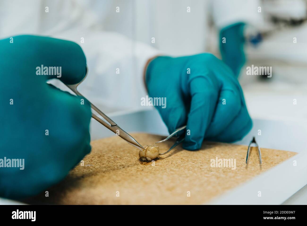 Laboratory animal medicine hi-res stock photography and images - Alamy