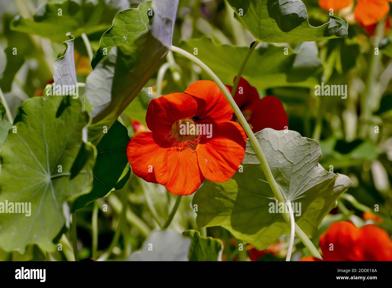 Flower of Nasturtium, Tropaeolum majus, Bavaria, Germany, Europe Stock ...