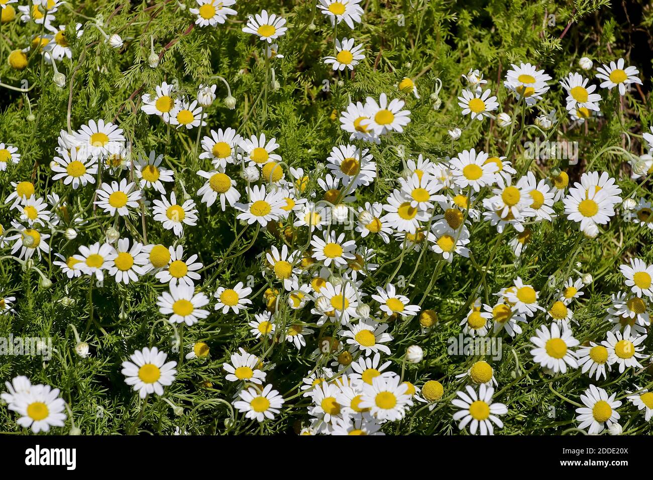 Flowers of the Roman Chamomile - Chamomilla romanae, Chamaemelum nobile ...