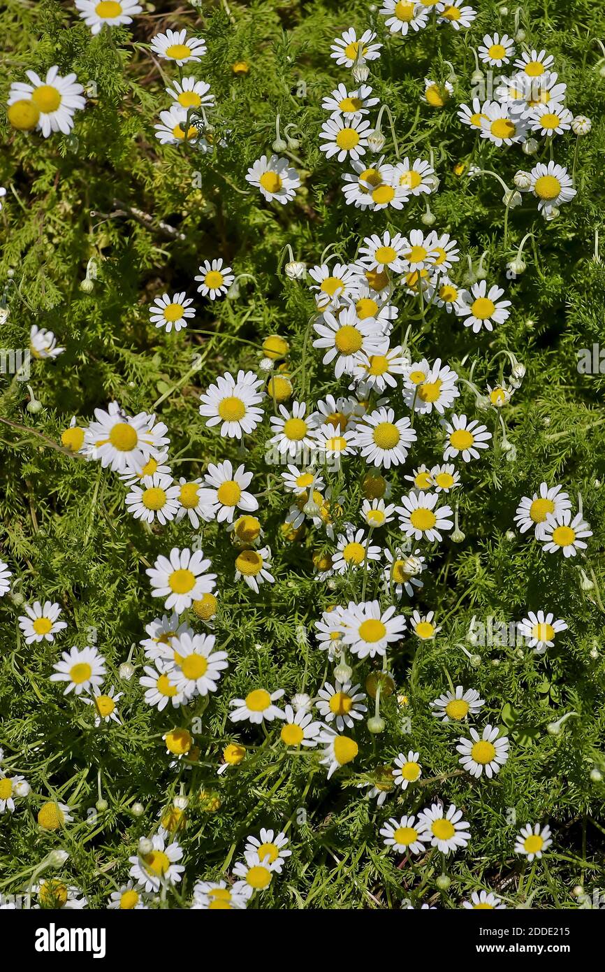 Flowers of the Roman Chamomile - Chamomilla romanae, Chamaemelum nobile ...