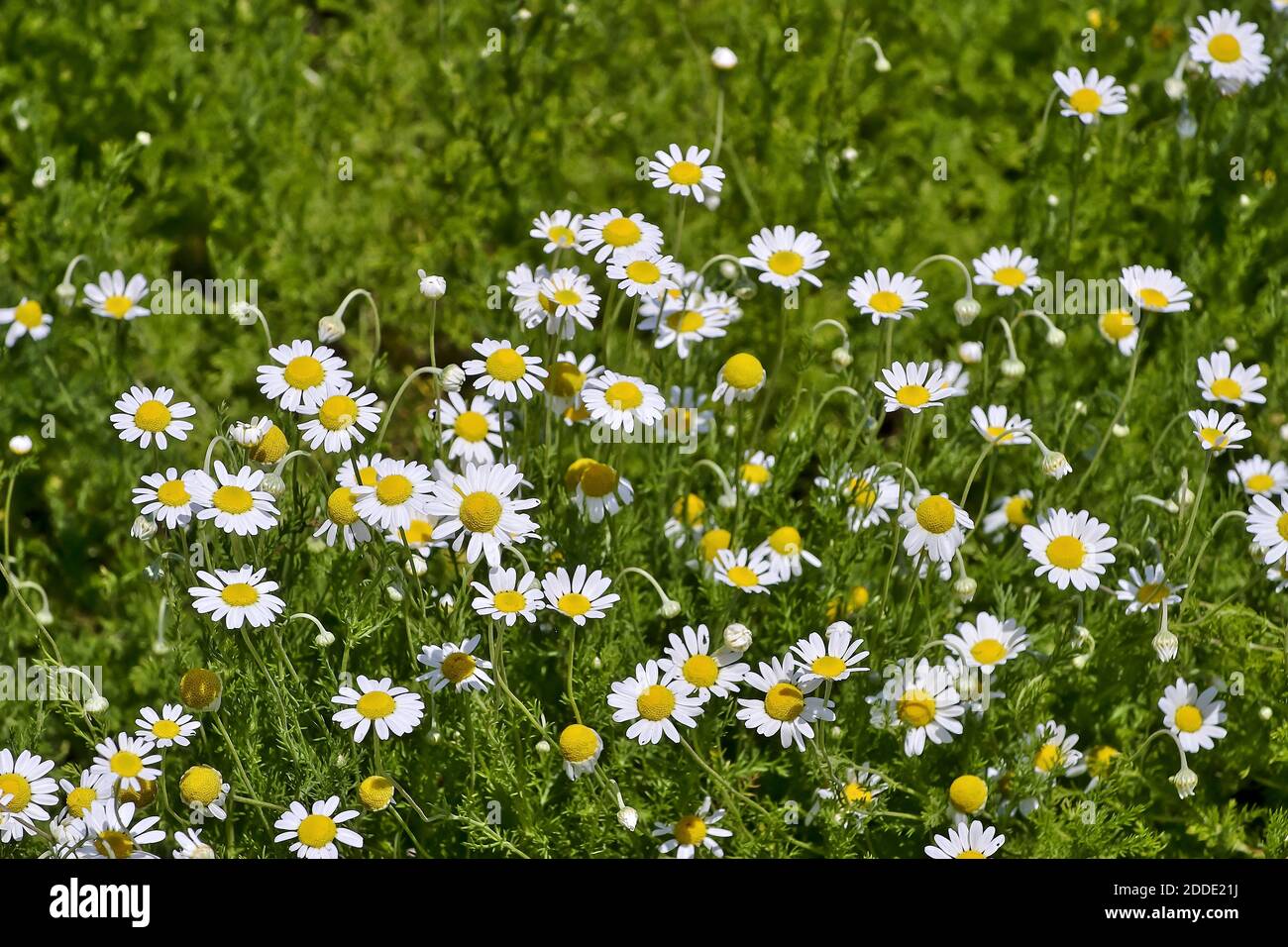 Flowers of the Roman Chamomile - Chamomilla romanae, Chamaemelum nobile ...