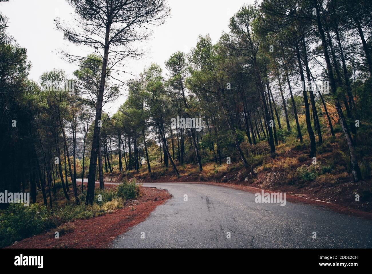 Empty road surrounded trees in hi-res stock photography and images - Alamy