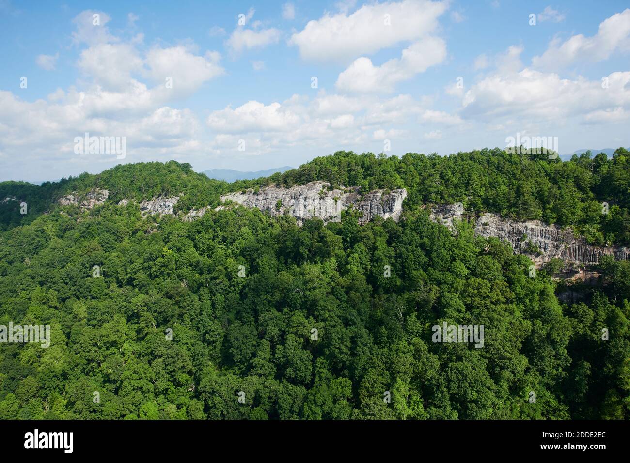 Forested canopy hi-res stock photography and images - Alamy