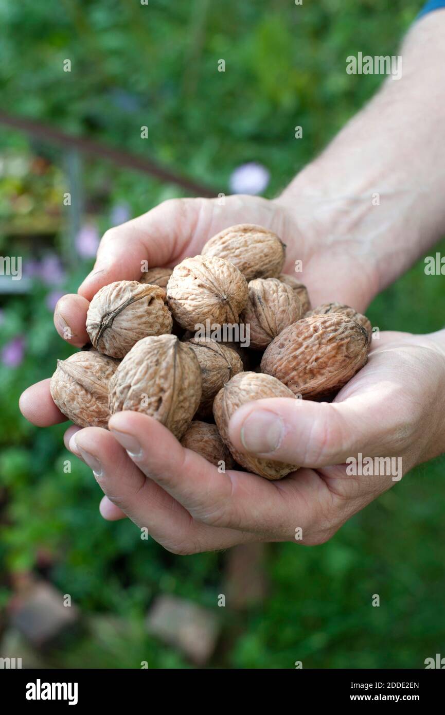 Hand holding walnuts hi-res stock photography and images - Alamy