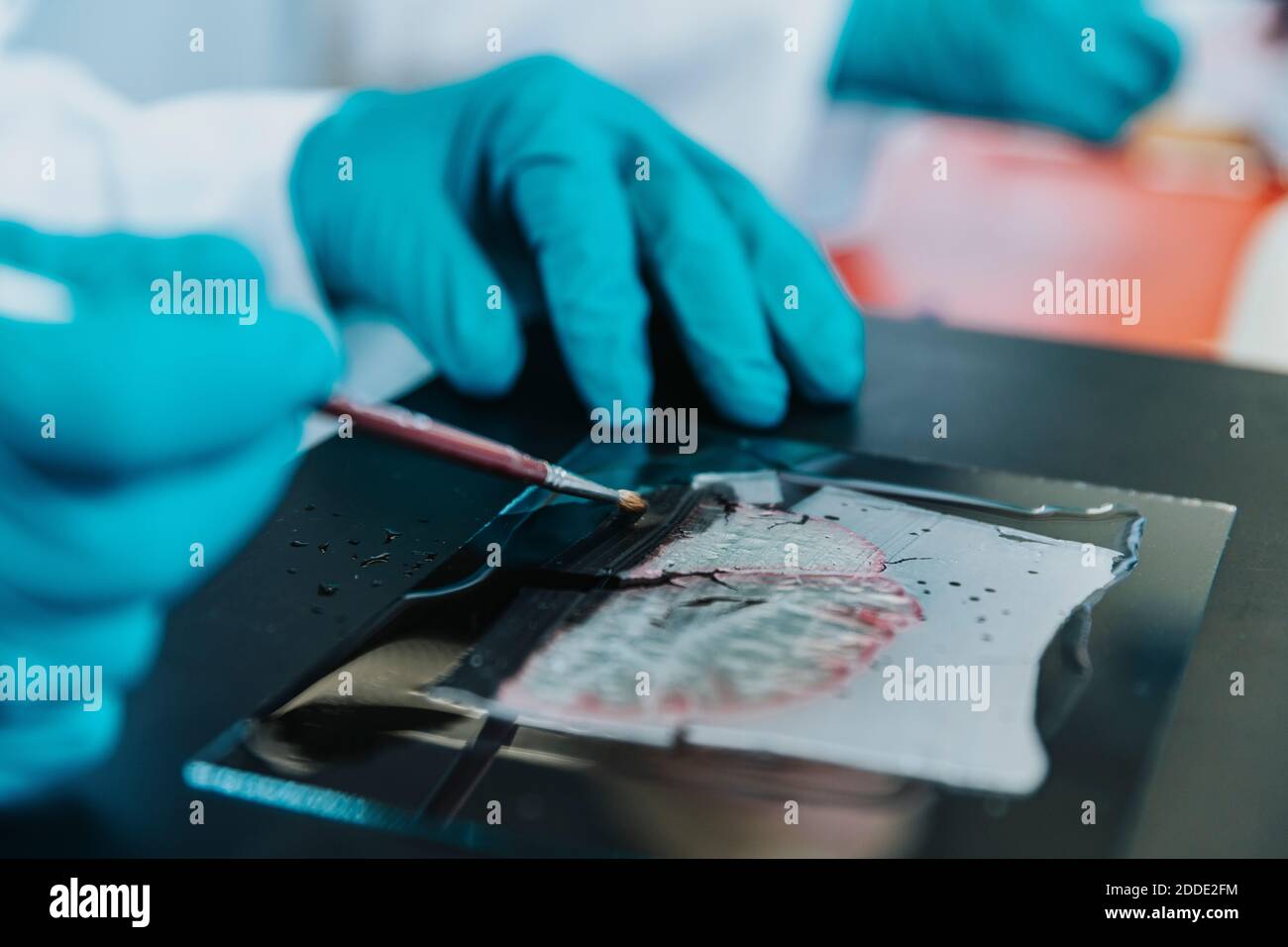 Human brain close up hi-res stock photography and images - Alamy