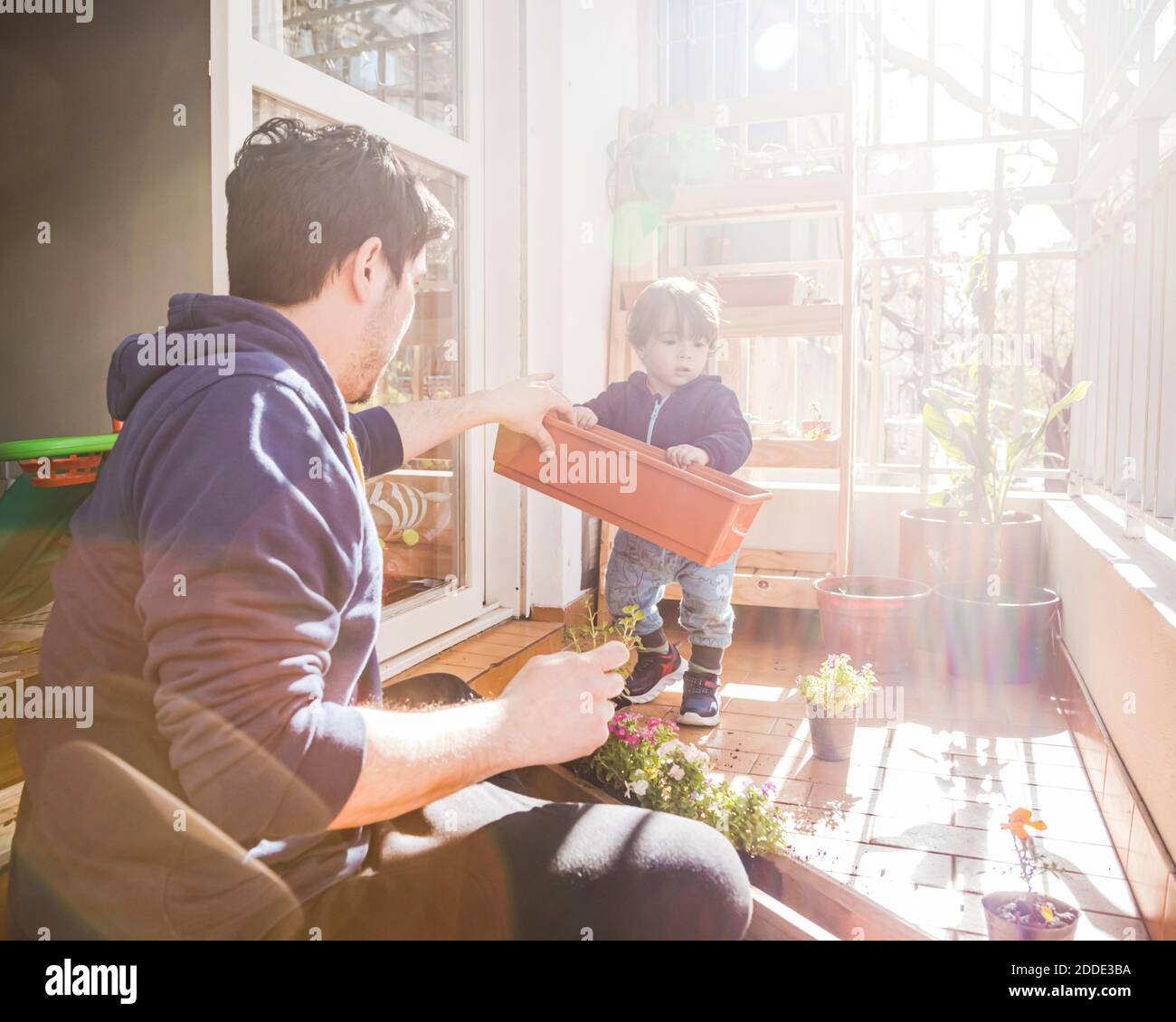 Boy helping father while planting plant at balcony Stock Photo - Alamy