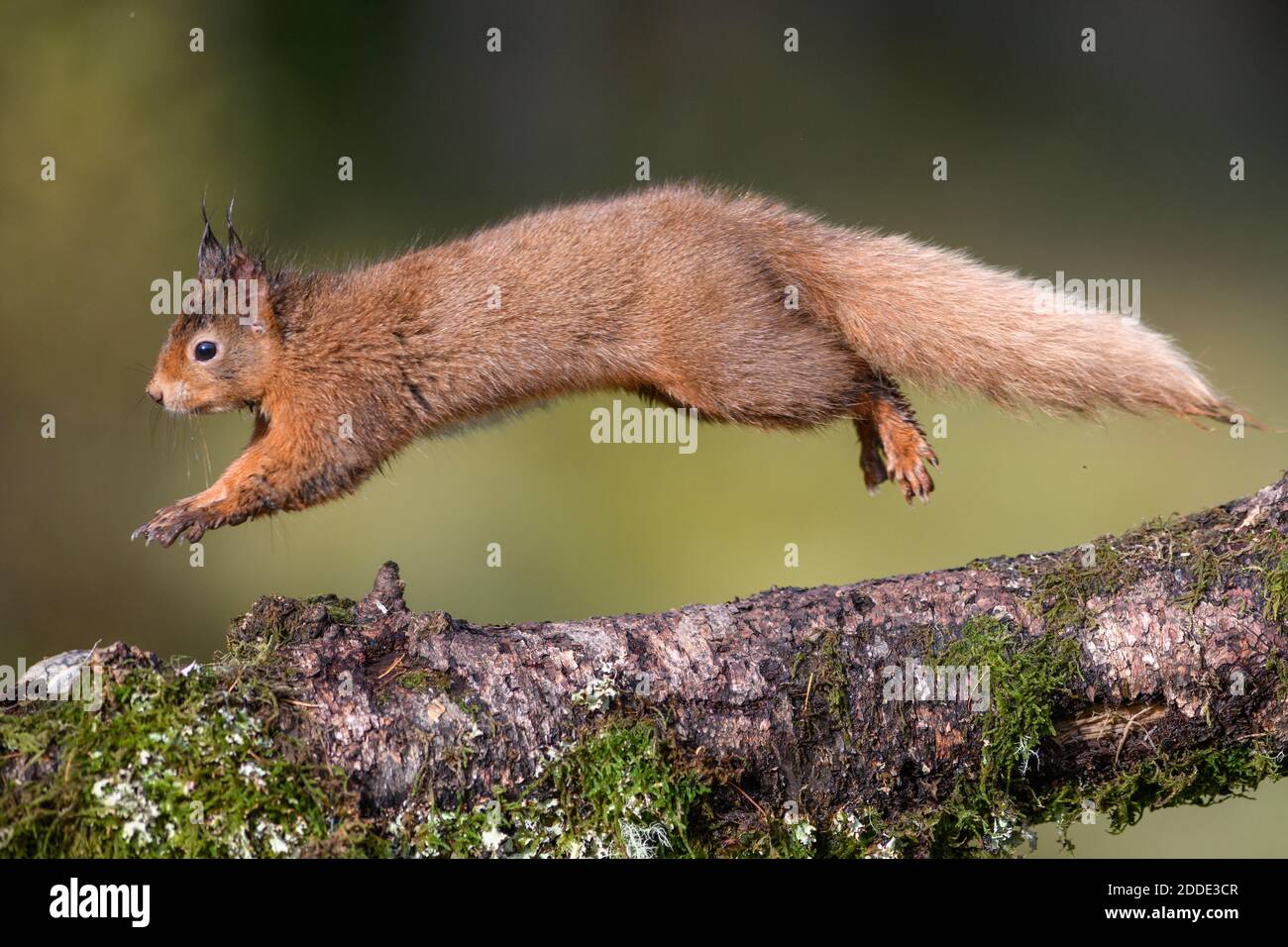 Squirrel jumping on tree hi-res stock photography and images - Alamy