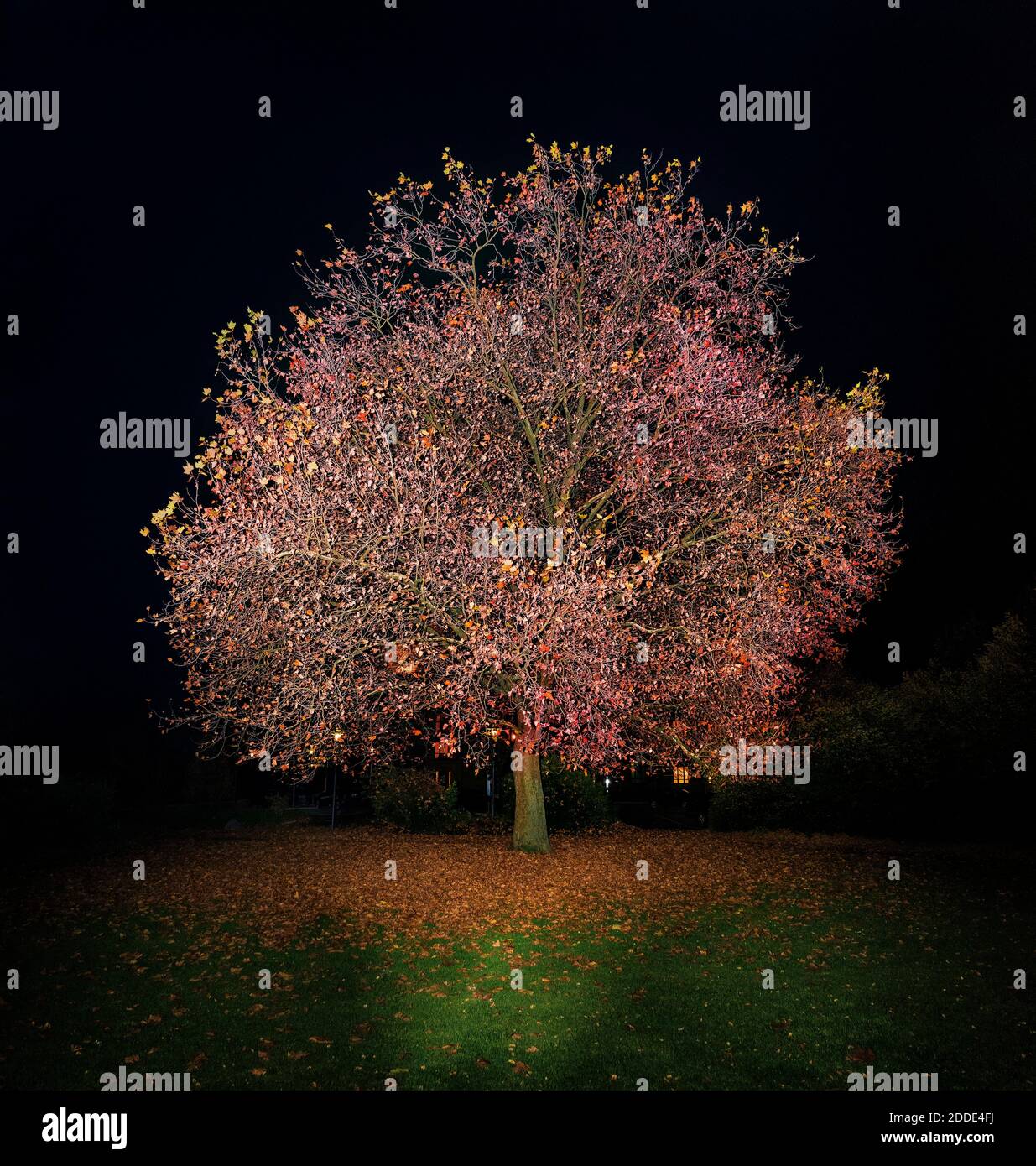 Lone autumn tree hi-res stock photography and images - Alamy