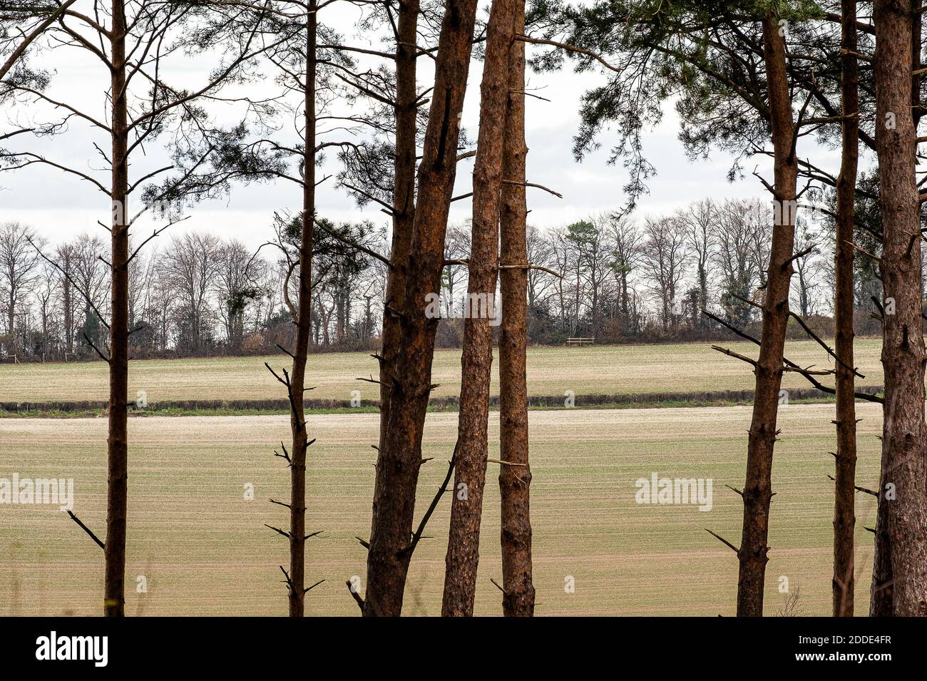 Tree scape at Chantry woods Stock Photo - Alamy