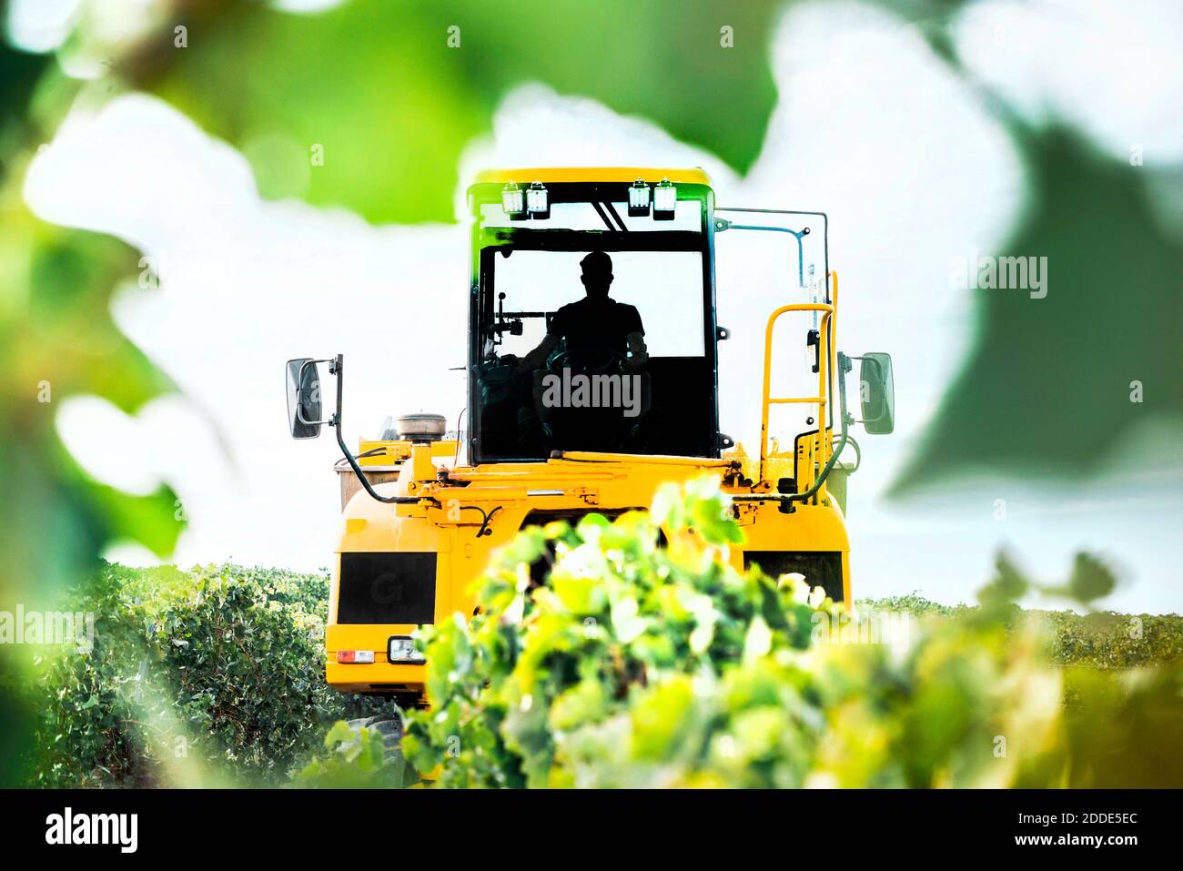 Grape harvester hi-res stock photography and images - Alamy
