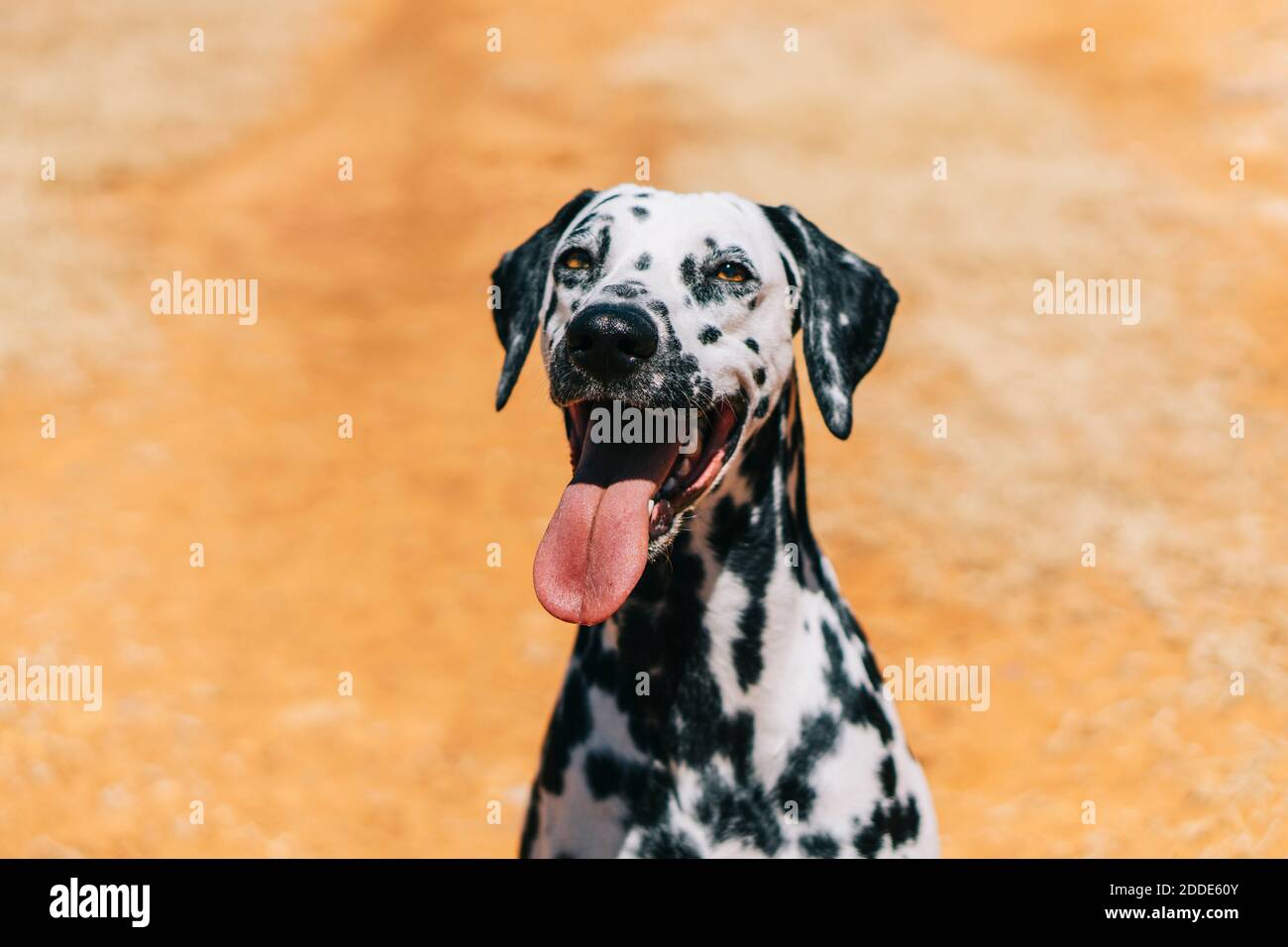 Dog head sticking out hi-res stock photography and images - Alamy