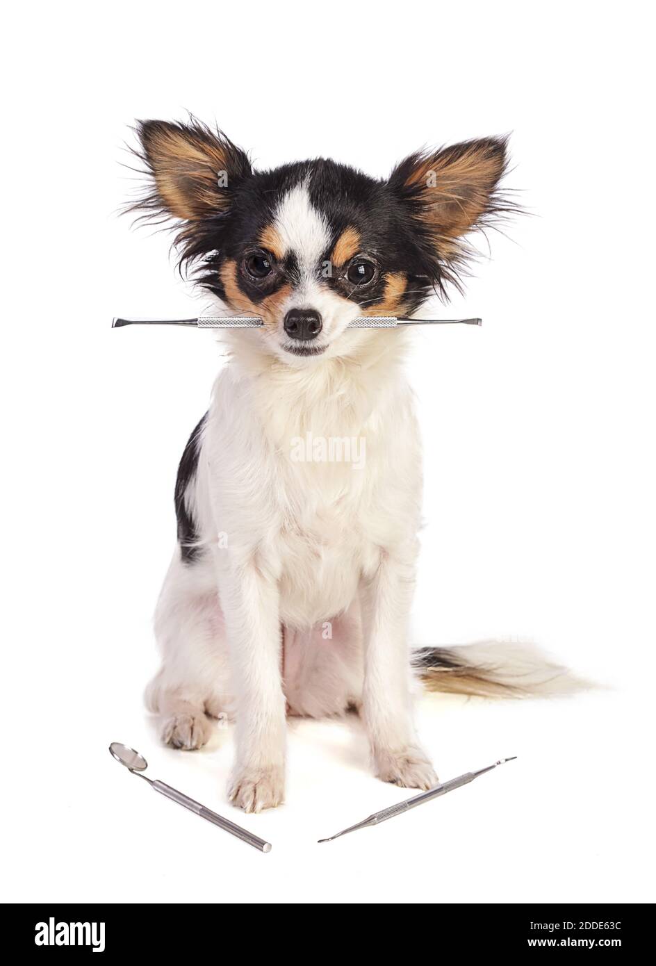 Veterinarian tools Cut Out Stock Images & Pictures - Alamy