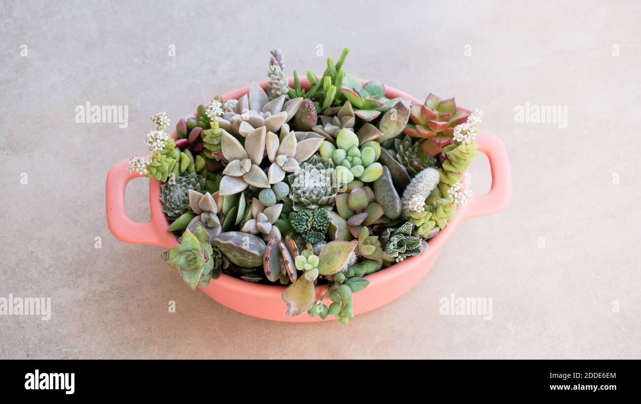 Cute tiny succulent plants in pink pot close up Stock Photo - Alamy
