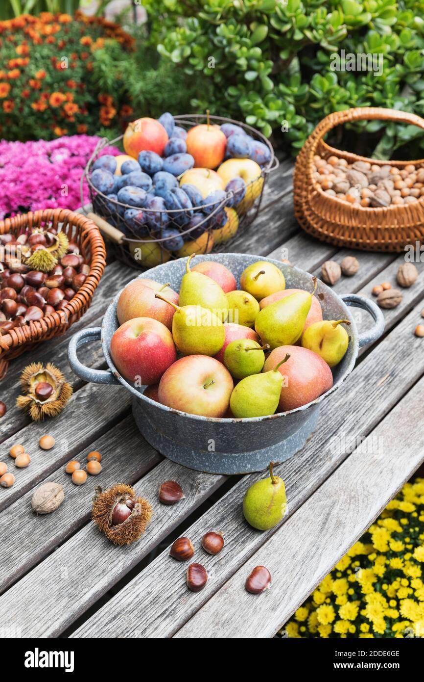 Garden table filled with autumn harvest of nuts and fruits Stock Photo ...