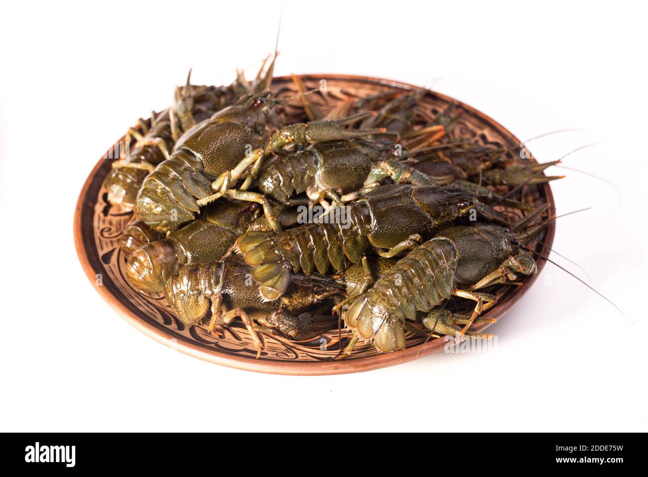 Crayfish live on a dish isolated on a white background. Raw crawfish ...