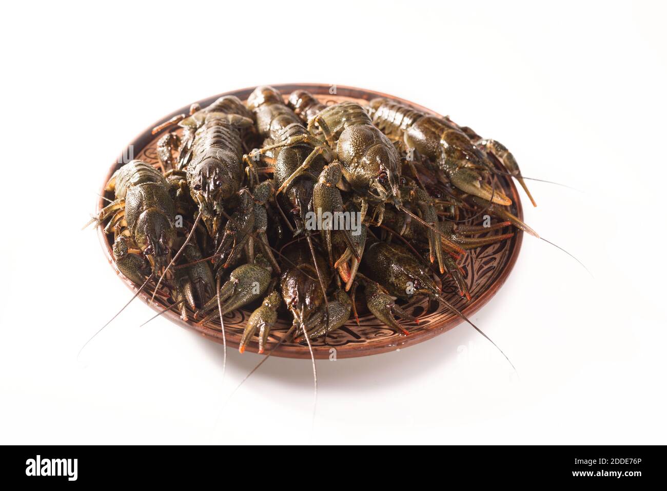 Crayfish live on a dish isolated on a white background. Raw crawfish ...