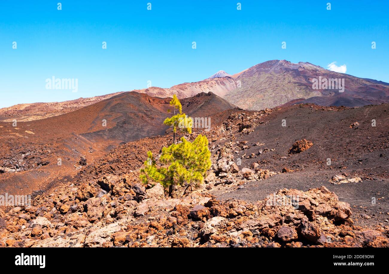 Single tree growing in brown volcanic terrain at Tenerife island Stock ...