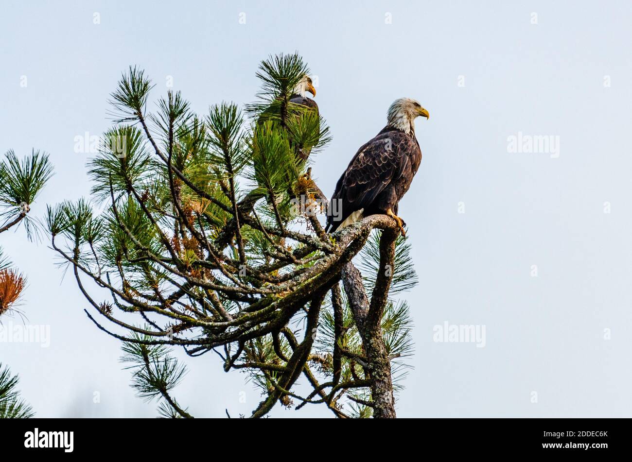 North idaho eagles hi-res stock photography and images - Alamy