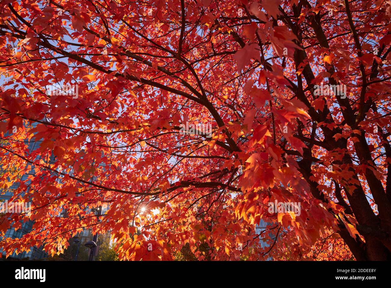 Tree Canopy Autumn Leaves. A maple tree full of colorful autumn leaves ...