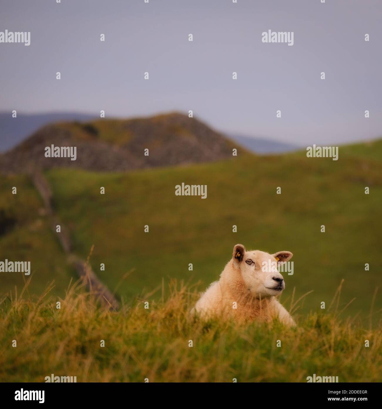 Irish Rural countryside from above, Ireland, Europe Stock Photo - Alamy