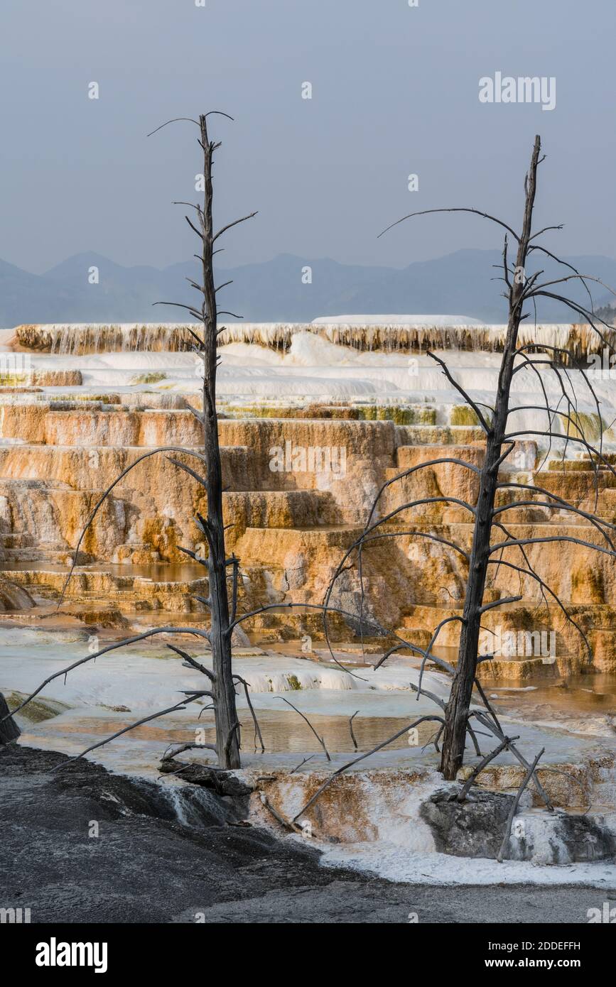 Canary Spring terraces, Main Terrace, Mammoth Hot Springs, Yellowstone ...