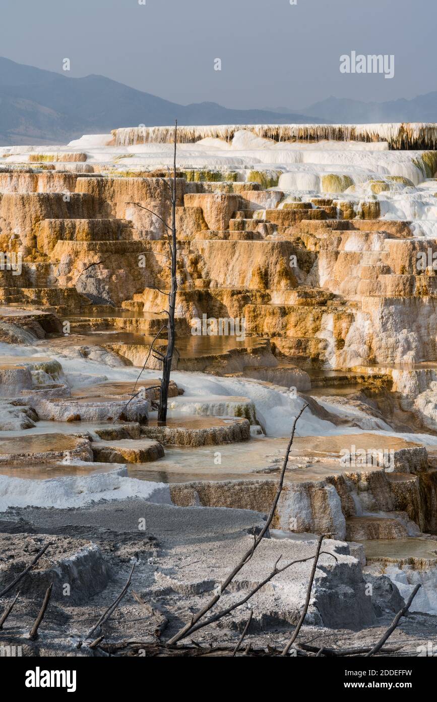 Canary Spring terraces, Main Terrace, Mammoth Hot Springs, Yellowstone ...