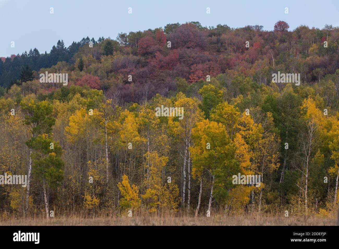 Quaking aspen trees in fall color in Idaho Stock Photo - Alamy