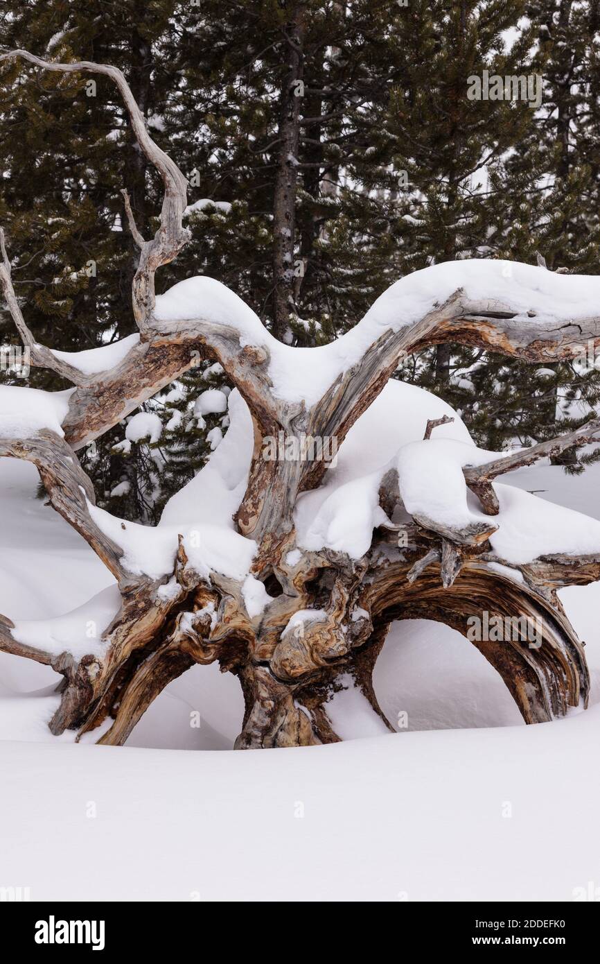 Uprooted pines hi-res stock photography and images - Alamy