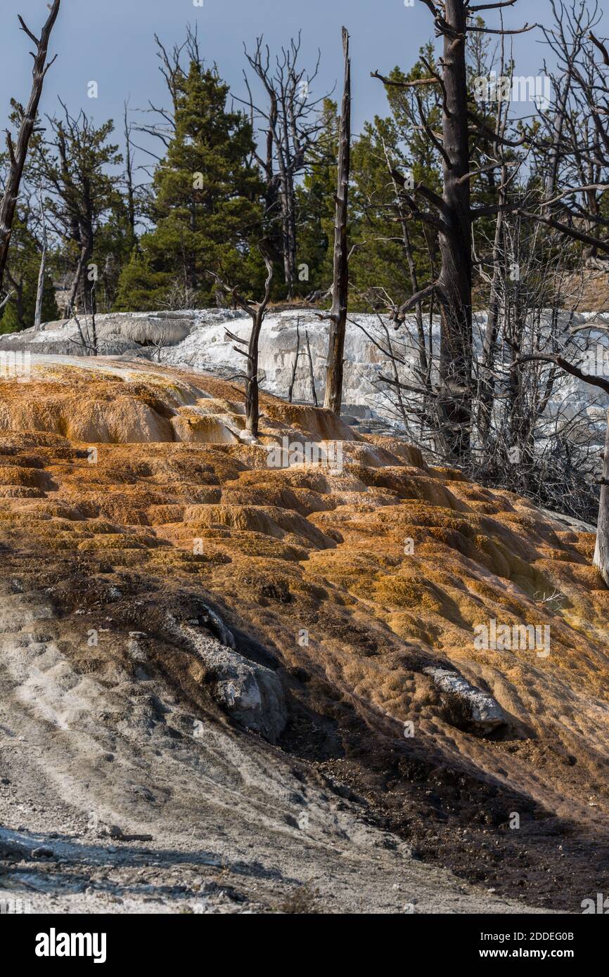 Travertine formations, Angel Terrace on the Upper Terraces of Mammoth ...