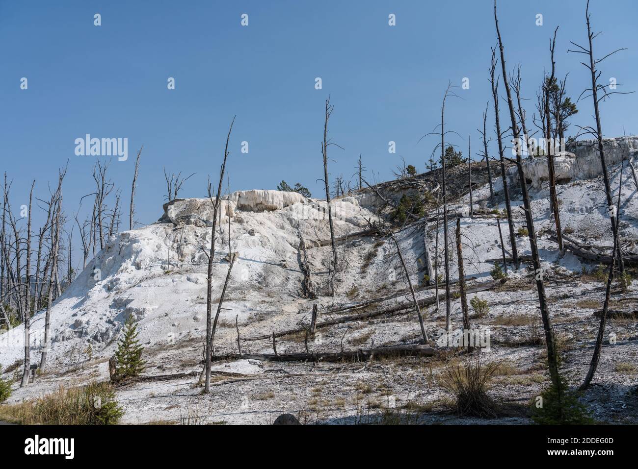 Dead trees and dry travertaine on the New Highland Terrace, Upper ...