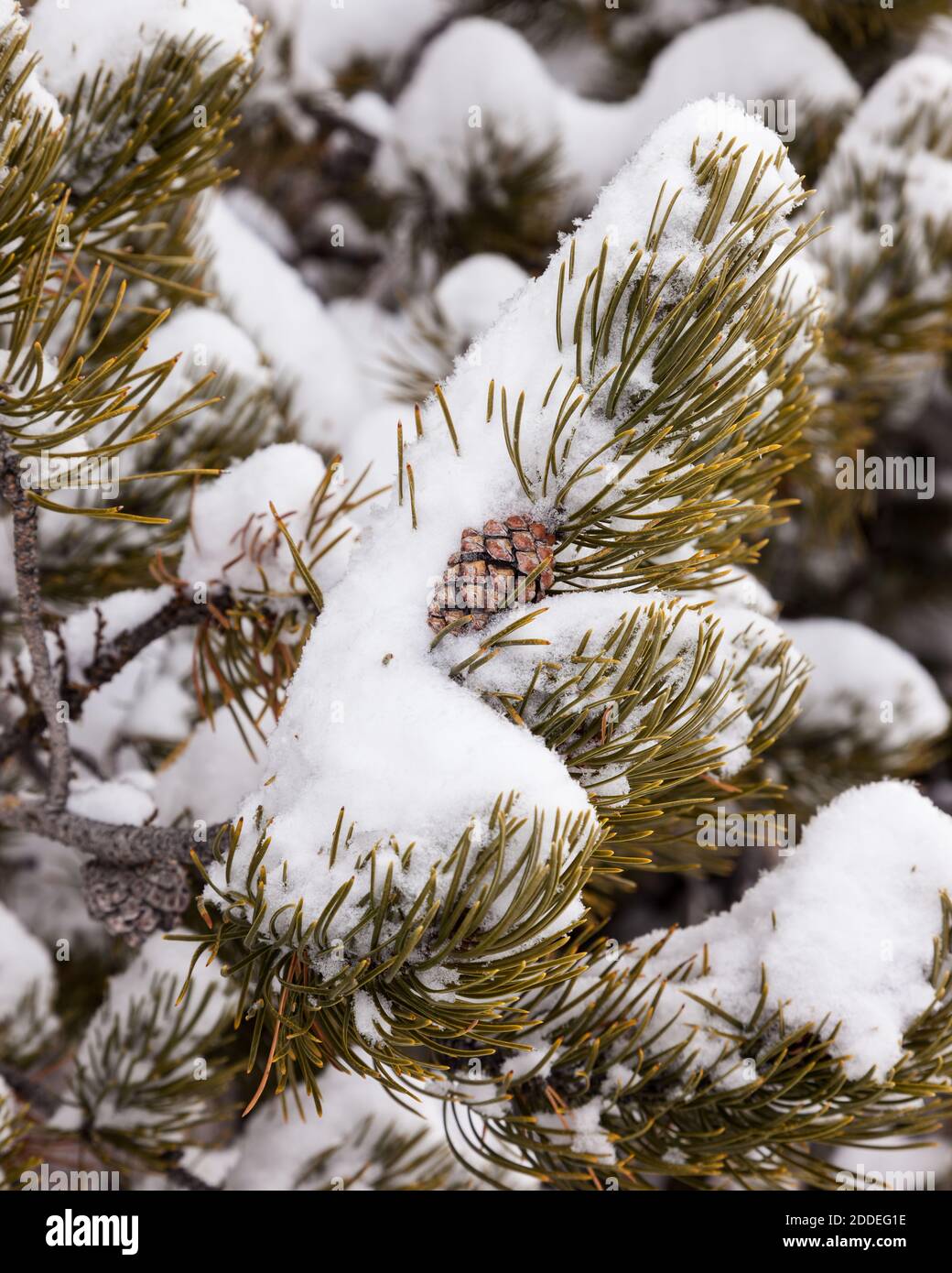 Snow-covered boughs of a lodgepole pine tree in Yellowstone National ...