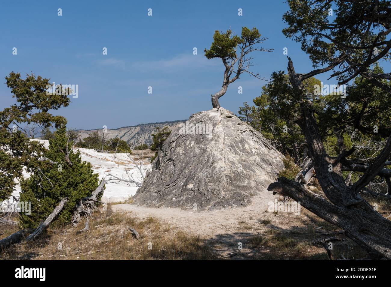 A lone lodgepole pine atop a sinter mound by Aphrodite Terrace in ...