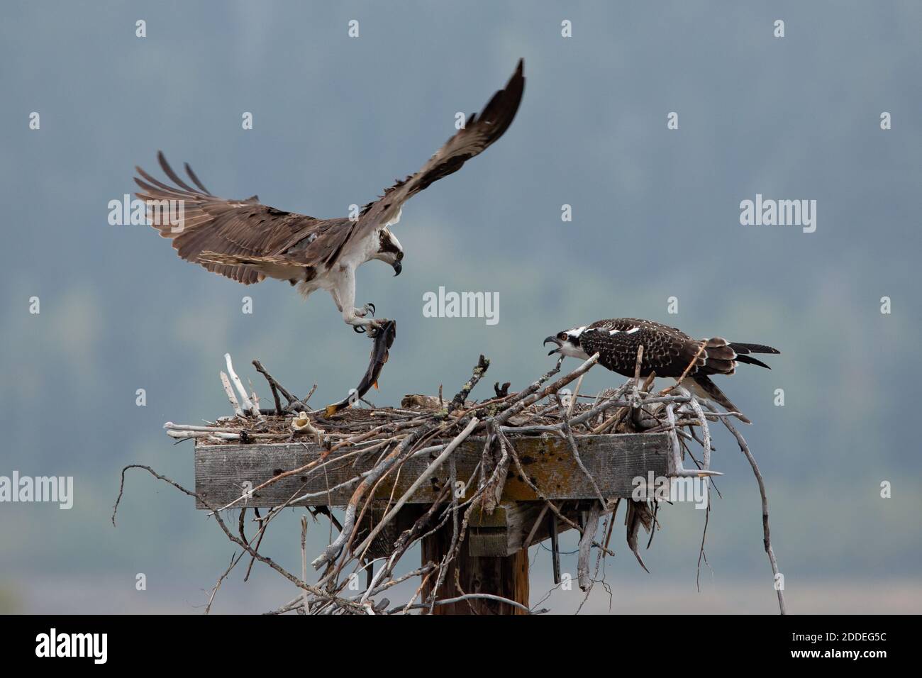 A mother osprey bringing a fish to her offspring on a nest box. Buffalo ...