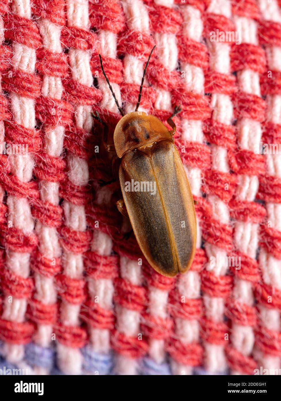 Brazilian Firefly Beetle of the Family Lampyridae Stock Photo - Alamy